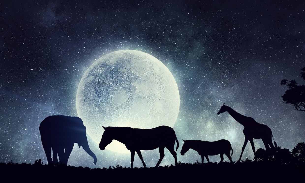 Night Zoo at Okinawa Zoo & Museum - Oki Social