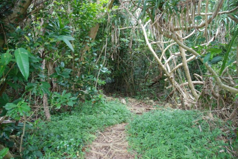 Kouri Island: Your Chill Guide to Beaches, Bites, and Sightseeing ...