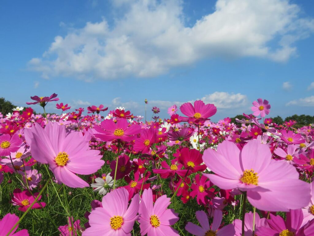 Cosmos Are Blooming on Okinawa: Who Says Romance Can’t Be Free? - Oki ...