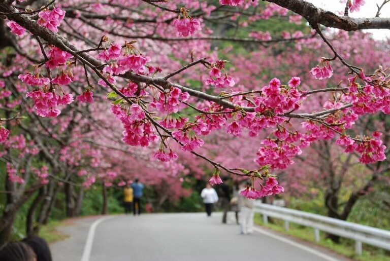 Experience the Vibrancy of Spring at the 46th Motobu Mt. Yae Cherry ...