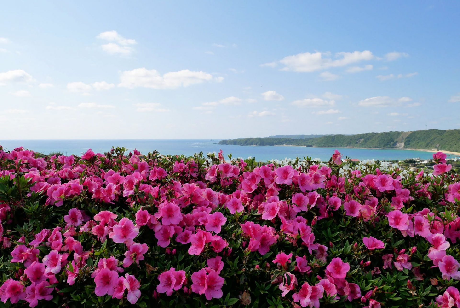 Experience the Bloom: 42nd Higashi Village Azalea Festival (March 1-20 ...