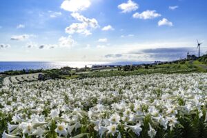 Ie Island: Okinawa's hidden treasure - Oki Social
