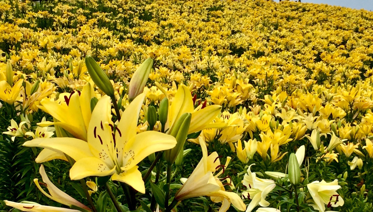 Ie Island: Okinawa's hidden treasure - Oki Social