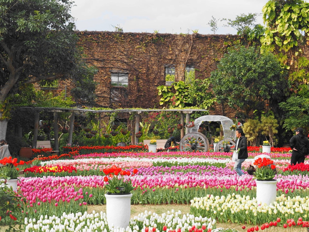 Okinawa’s Largest Tulip Fair 2025 - Oki Social